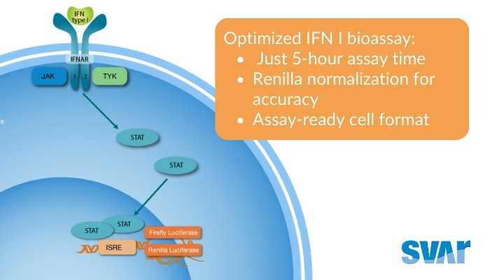 Optimizing Your Bioassays: Transitioning to Second-Generation iLite® Cells